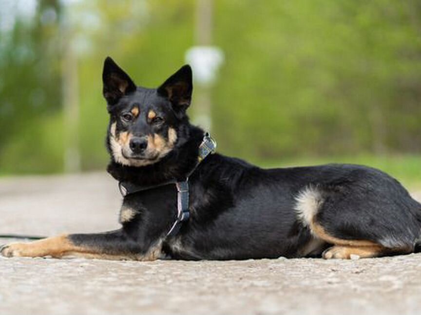 Ричик собака мальчик 3,5 года