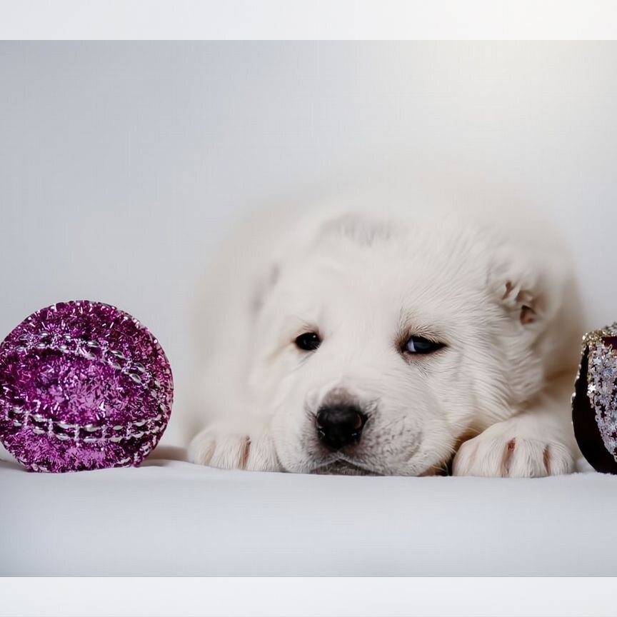 Среднеазиатская овчарка, щенок