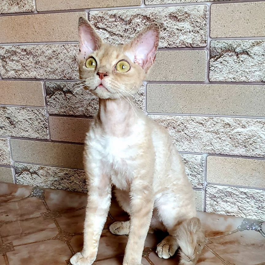 Девон-рекс,кошечка разведение