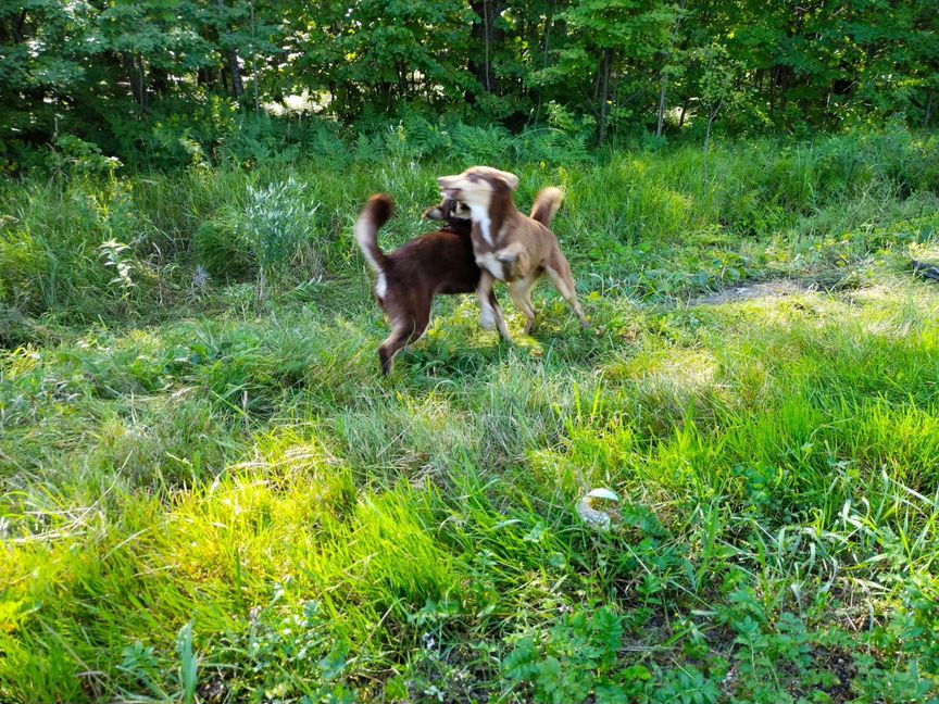 Собаки бесплатно в добрые руки подростки