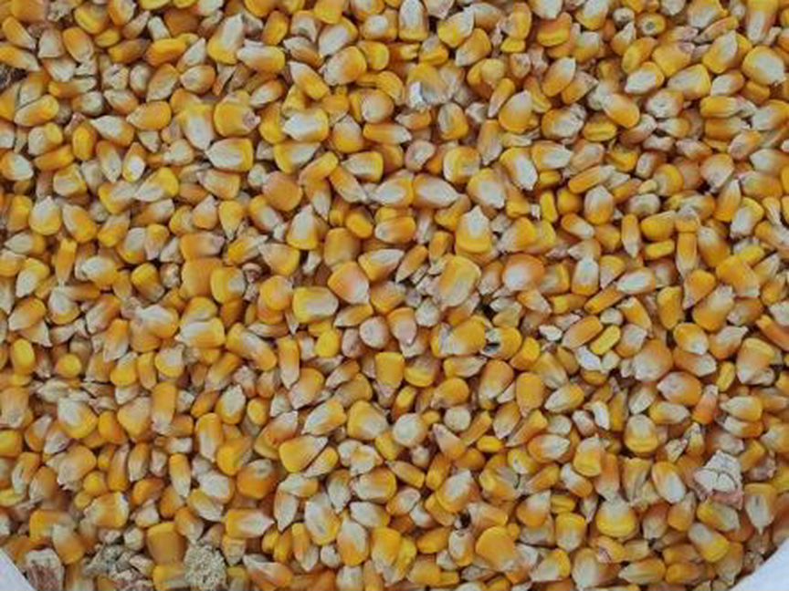 Кукуруза