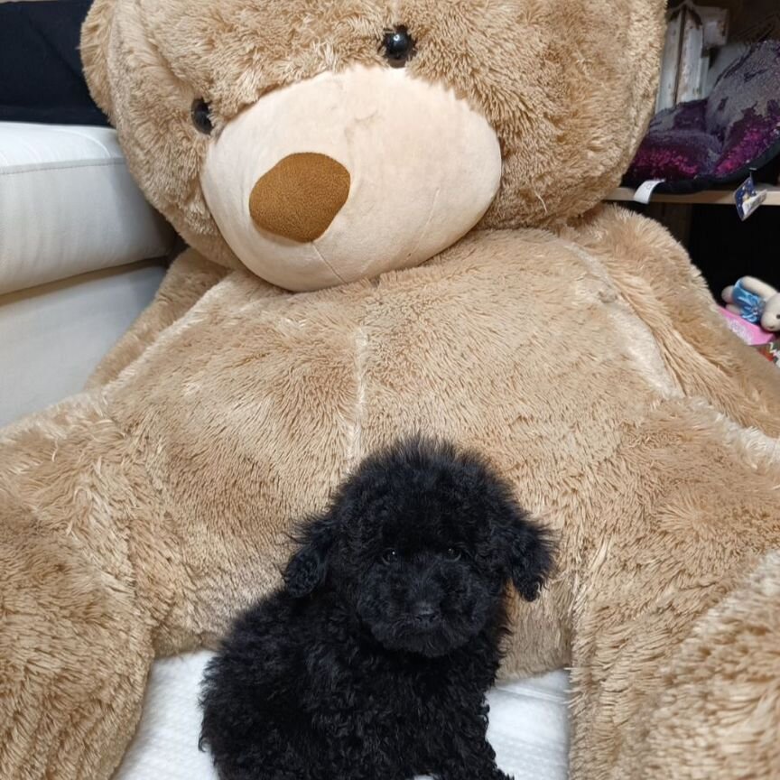 Мальтипу мальчик