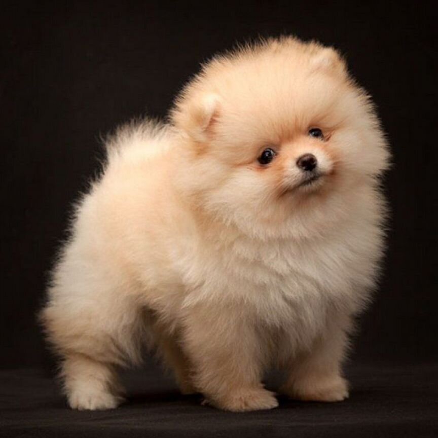 Померанский шпиц медвежьего типа