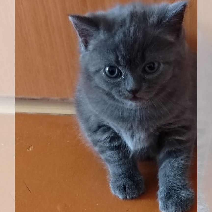 Британские котята