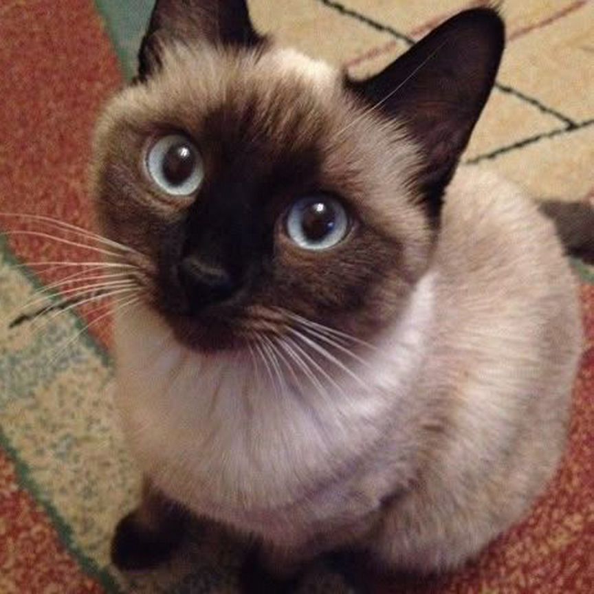 Сиамский котёнок