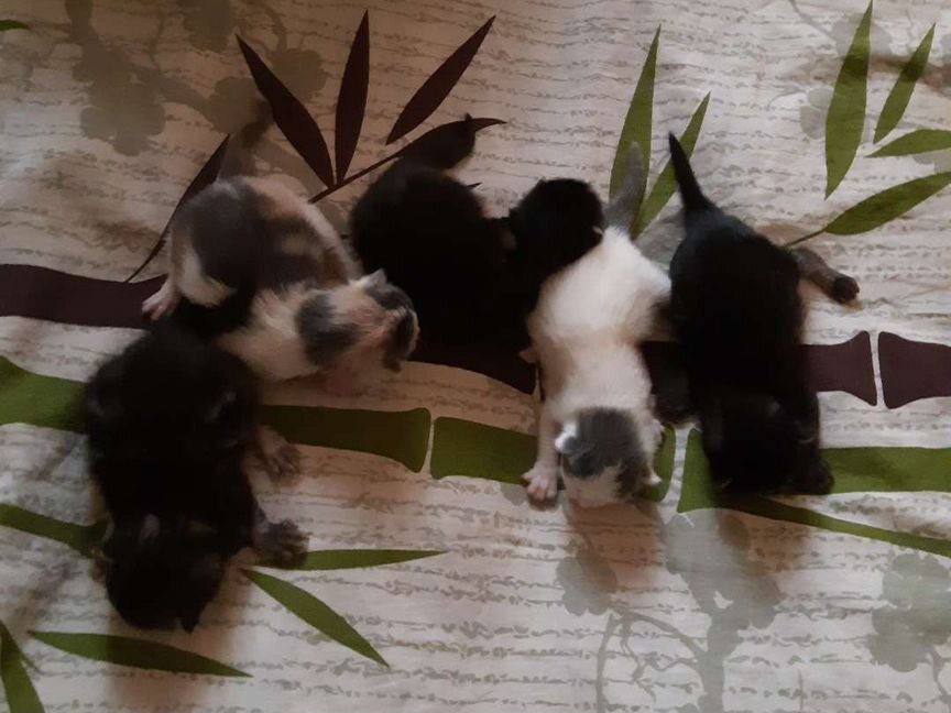 Маленькие котята ласковые добрые