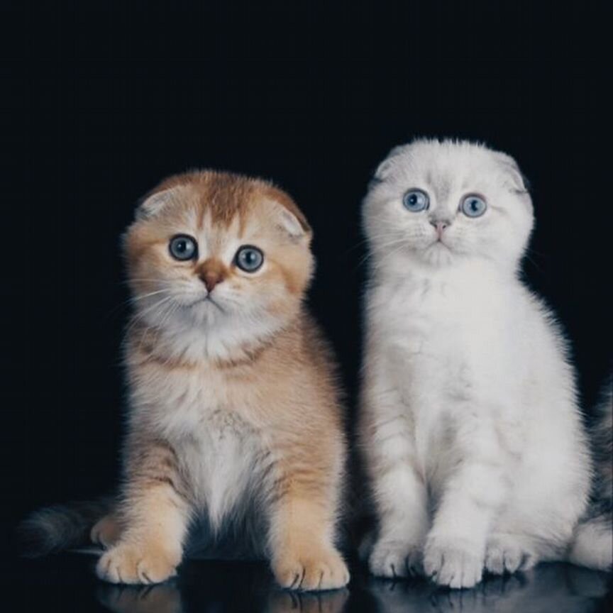 Серебристая Зол шин котята