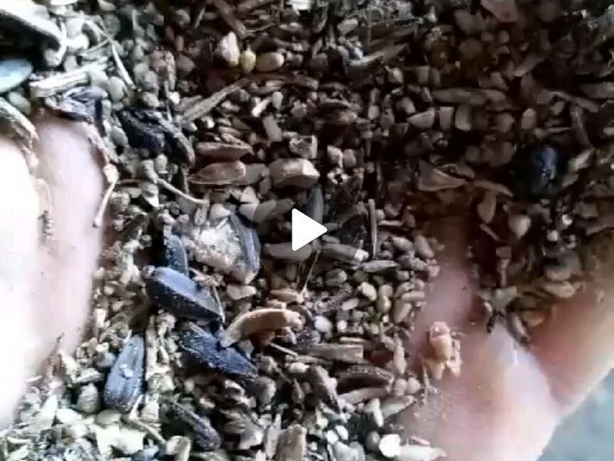 Отходы семечки