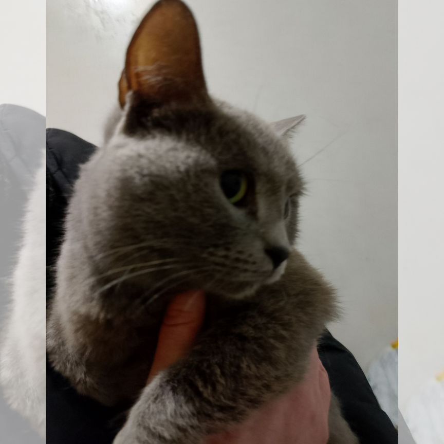 Кошечка