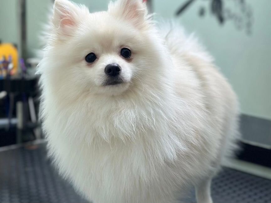 Продам шпица