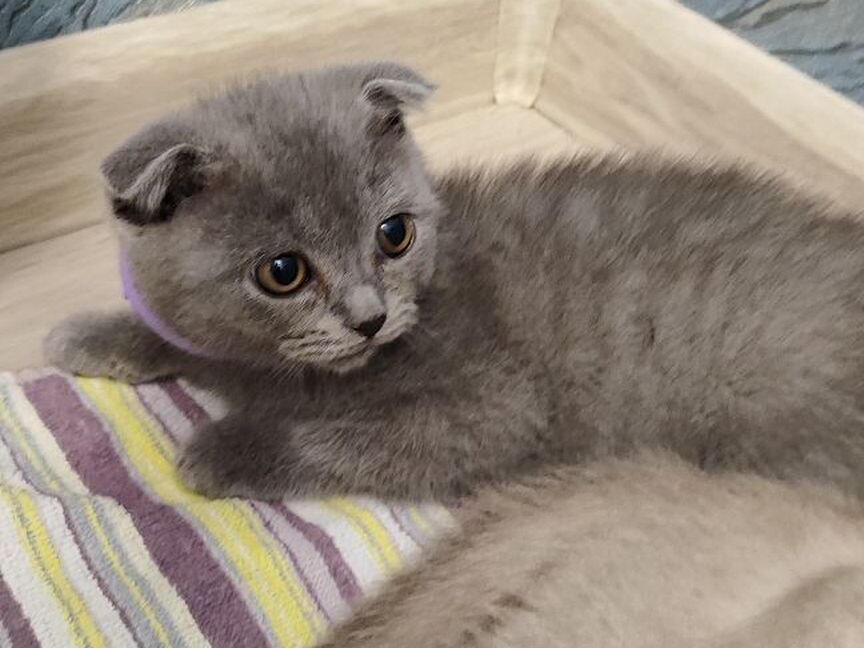 Шотландские вислоухие котята
