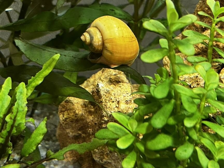 Улитки аквариумные