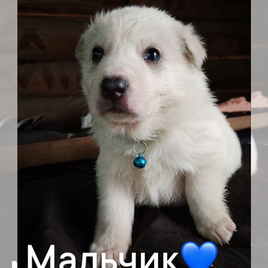 Щенок в добрые руки