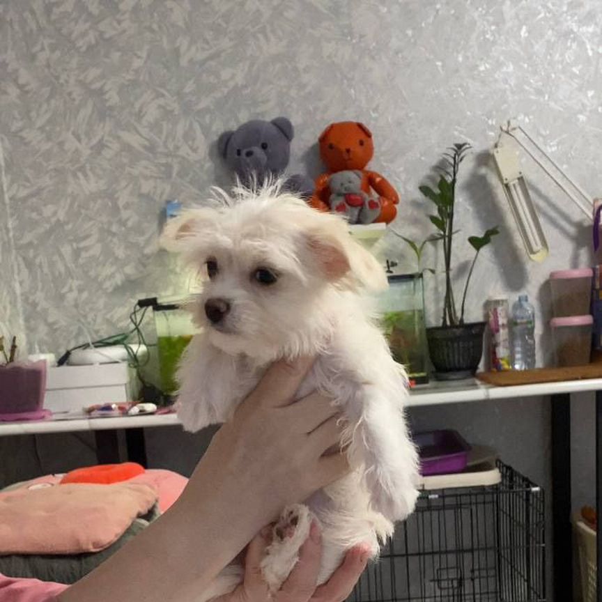 Милая девочка