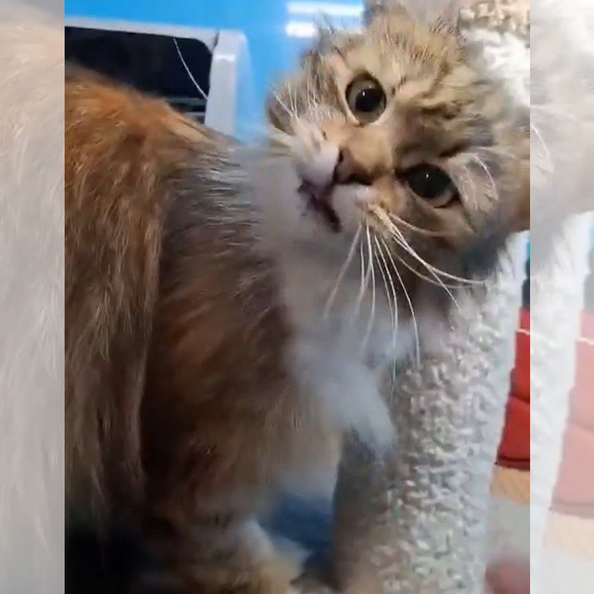 Взрослая, кошка в добрые руки