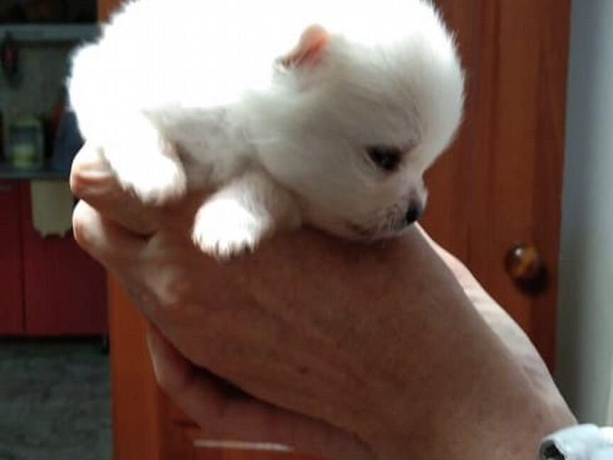 Щенки немецкого шпица