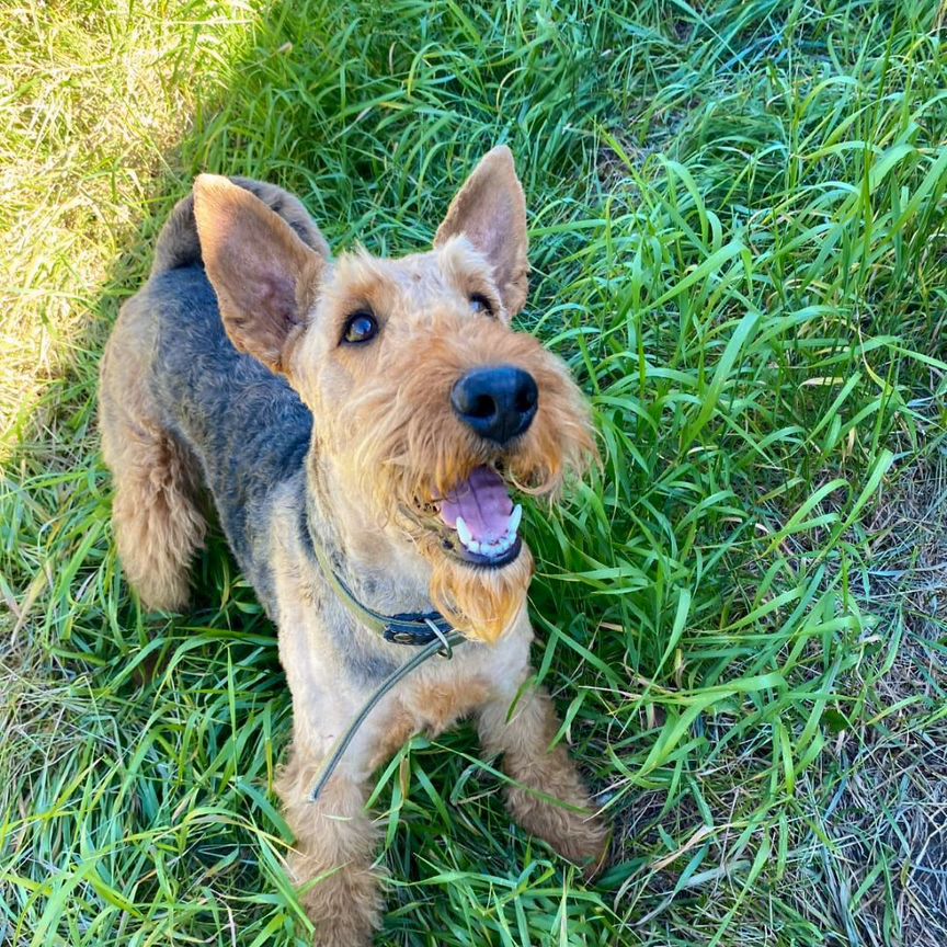 Эрдельтерьер