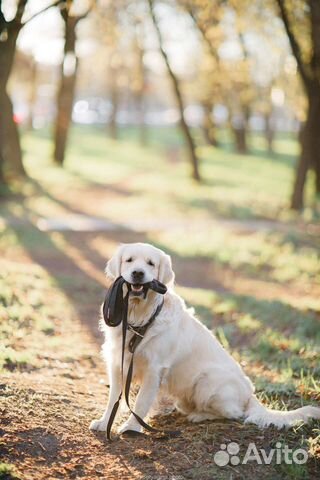 Золотистый ретривер вязка