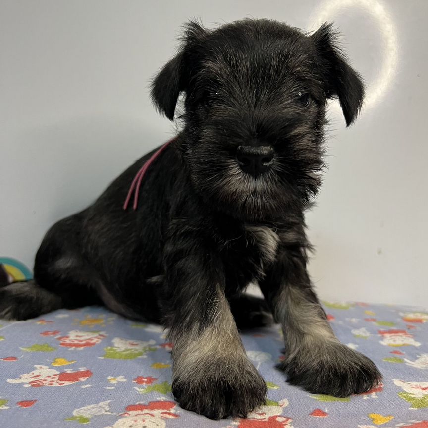 Цвергшнауцер, щенок