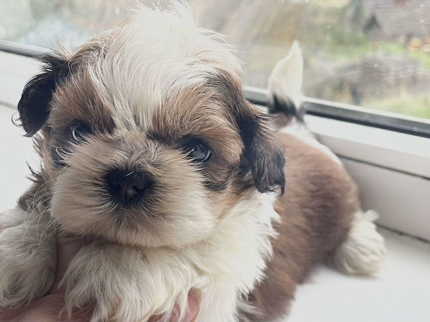 Ши-тцу девочка от заводчика питомника