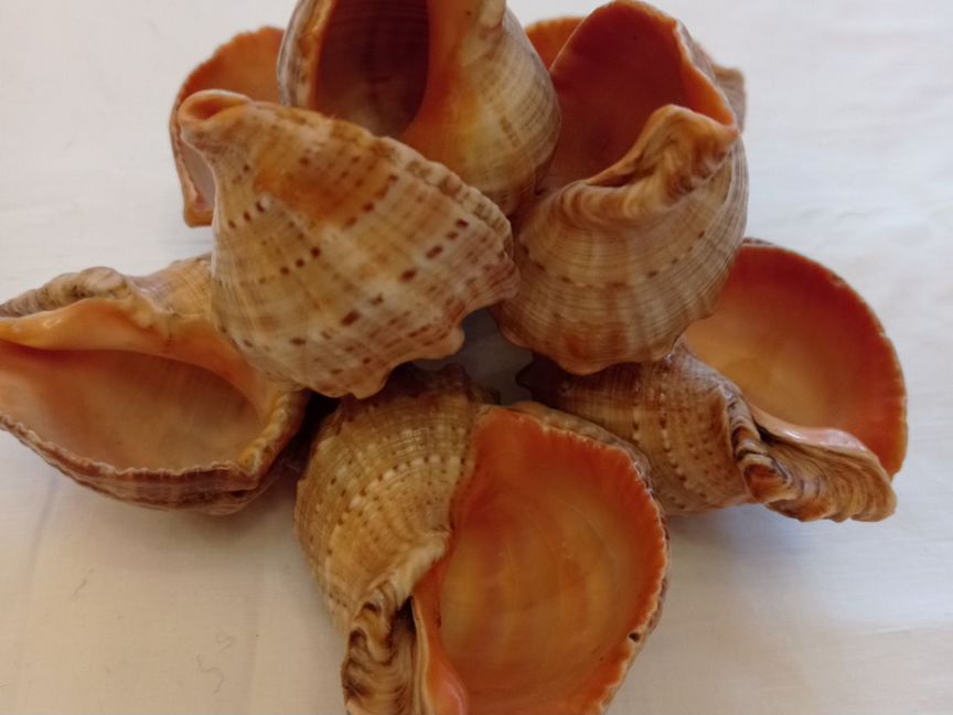 Ракушки морские