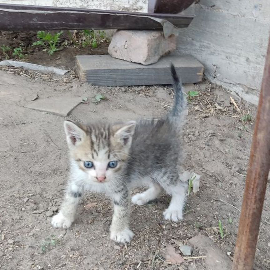 Манчкин котёнок