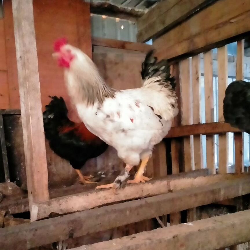 Петух брама