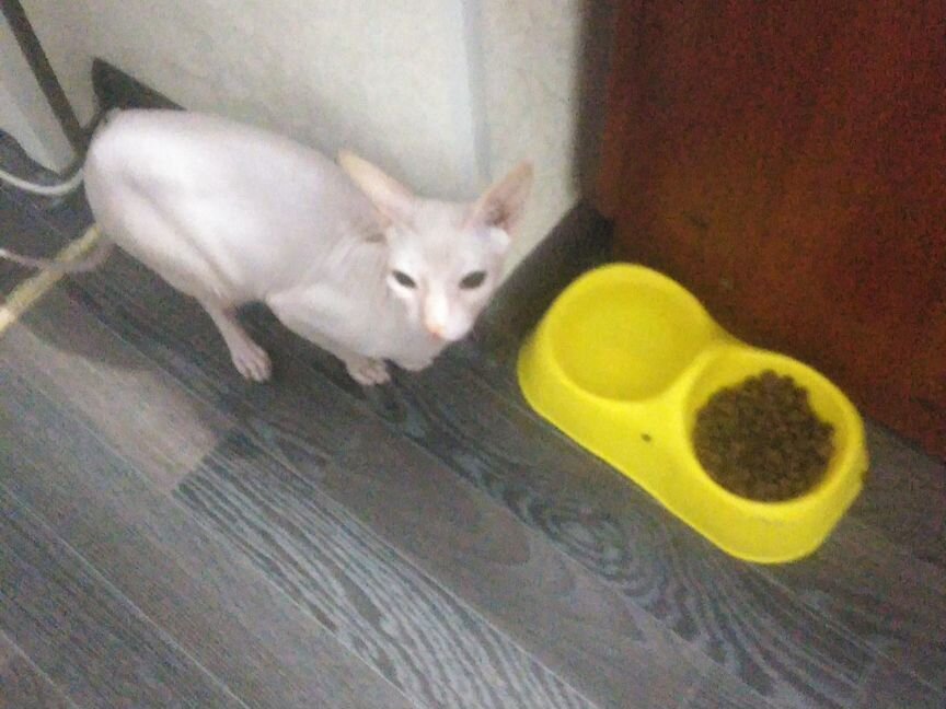 Кошка свинкс