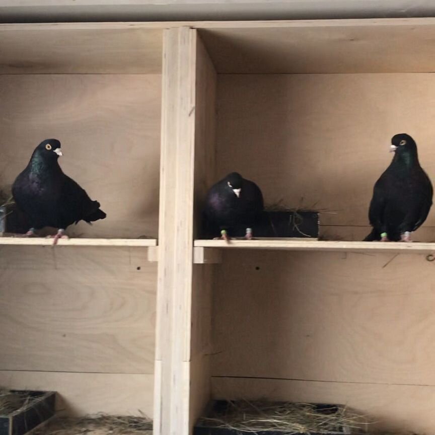 Пермские галки голуби