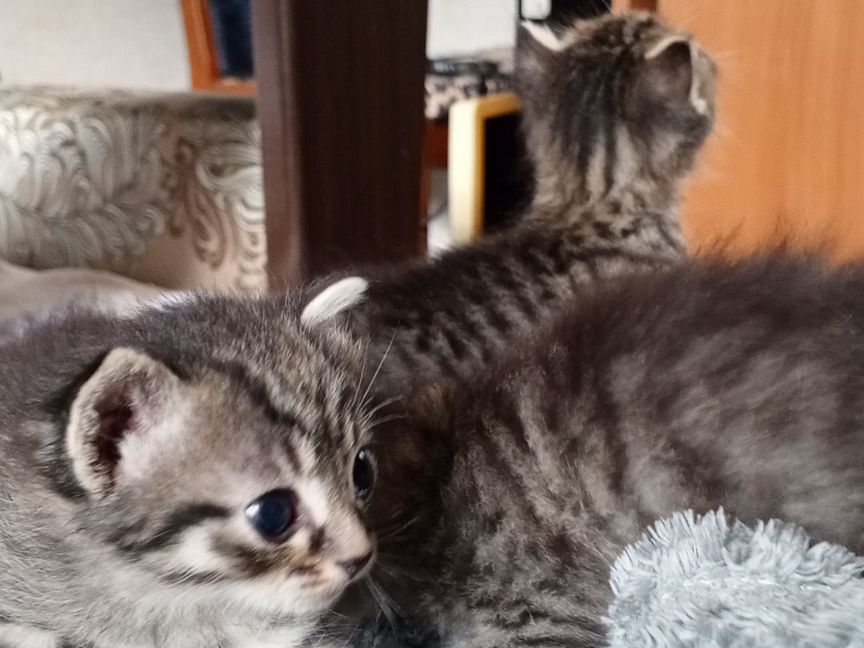 Кошка в дар