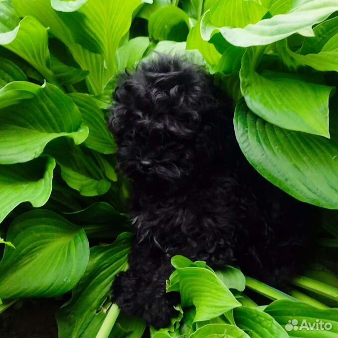 Мальтипу чёрный бриллиант