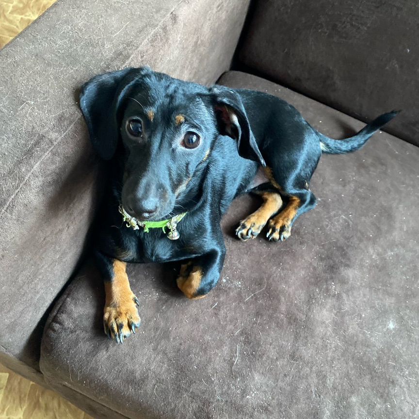 Продам таксу