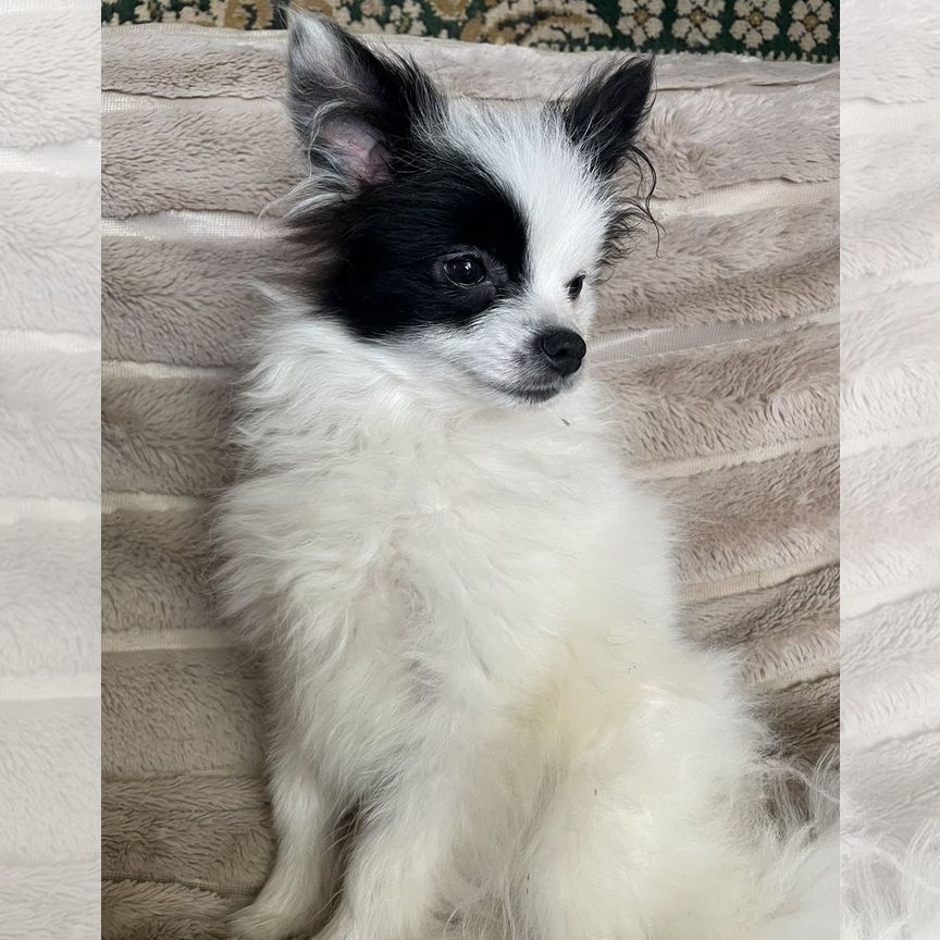 Немецкий шпиц, щенок