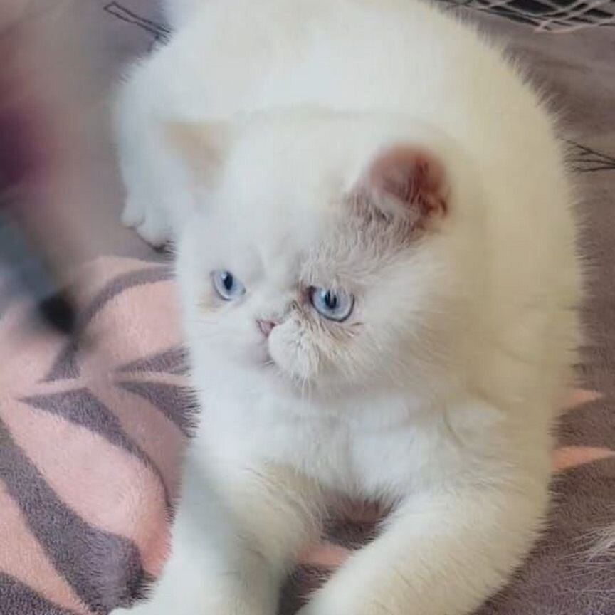 Экзотические котята