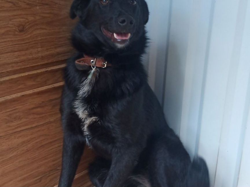 Собака в добрые руки