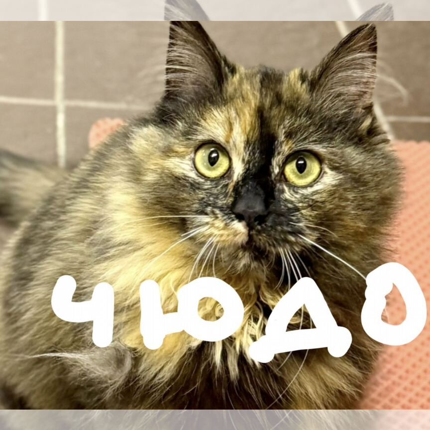 Взрослая, кошка в добрые руки