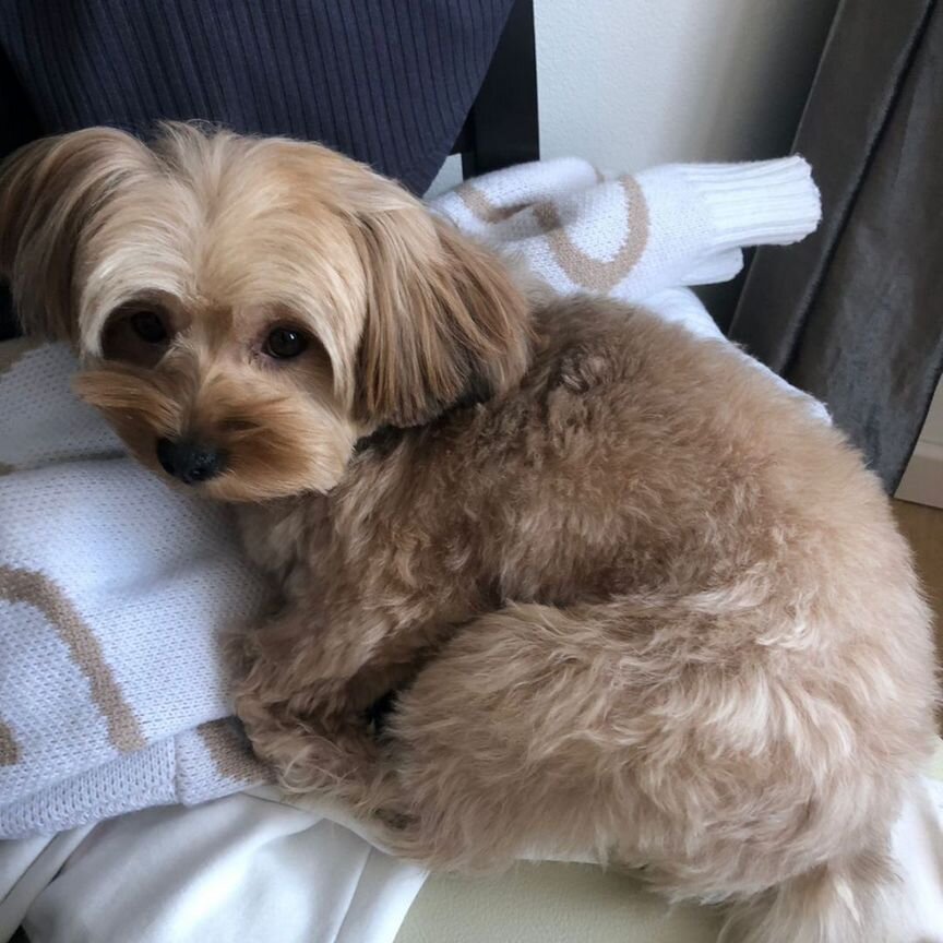 Пес, 3 года, редкая порода Невская орхидея