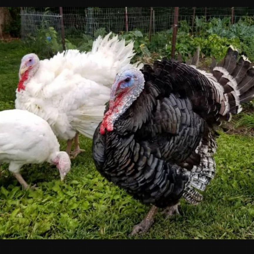 Индейка микс цветной гибрид