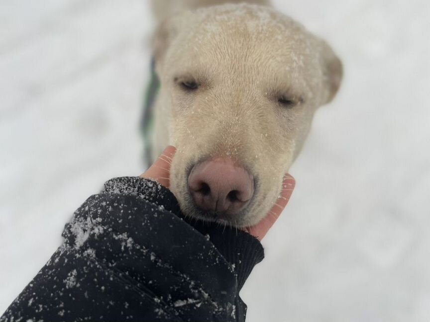 Малыш ищет родителей, собака из приюта
