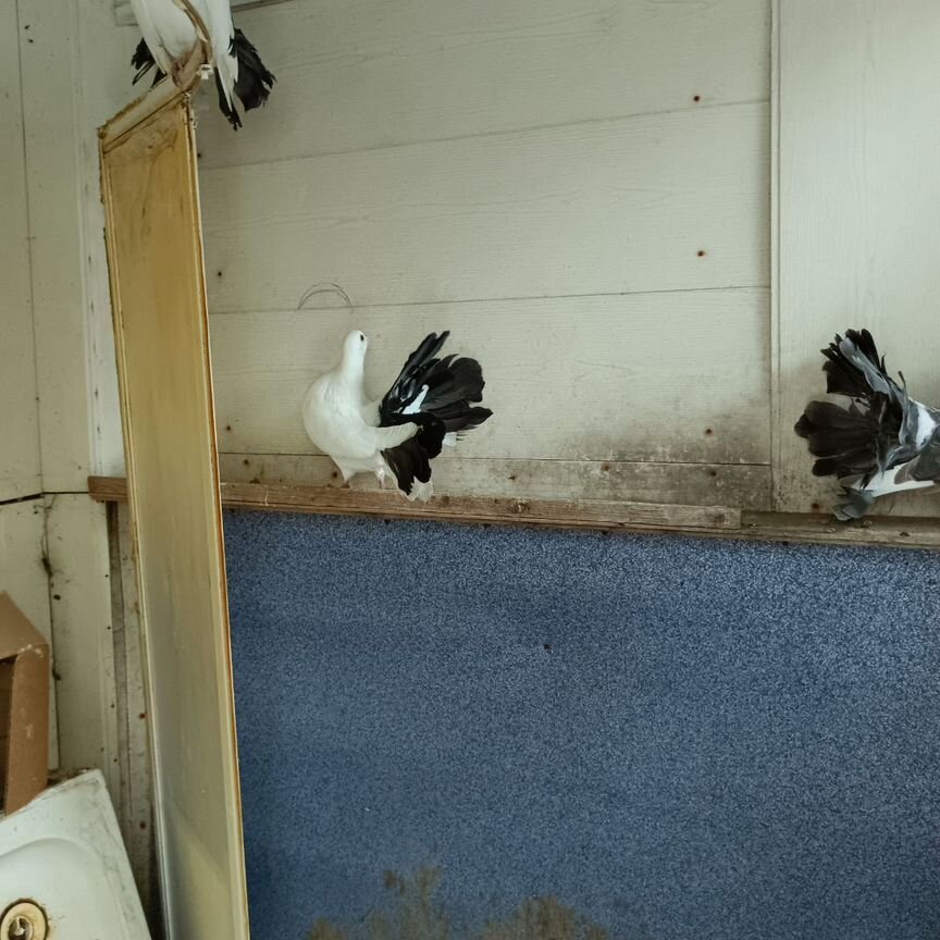 Голуби павлины