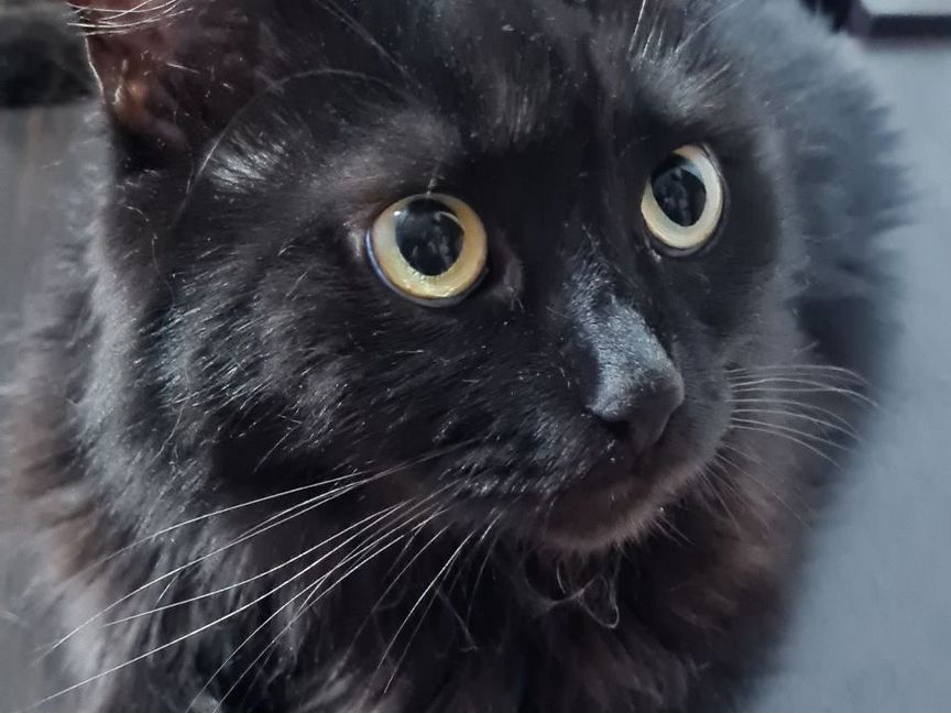 Йоркская шоколадная