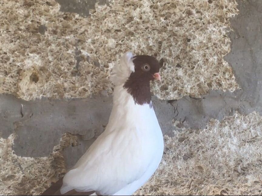 Голуби крестовые монахи