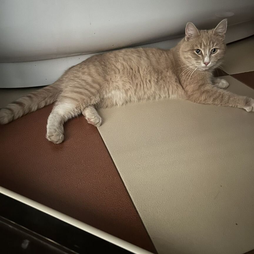 Котик в добрые руки