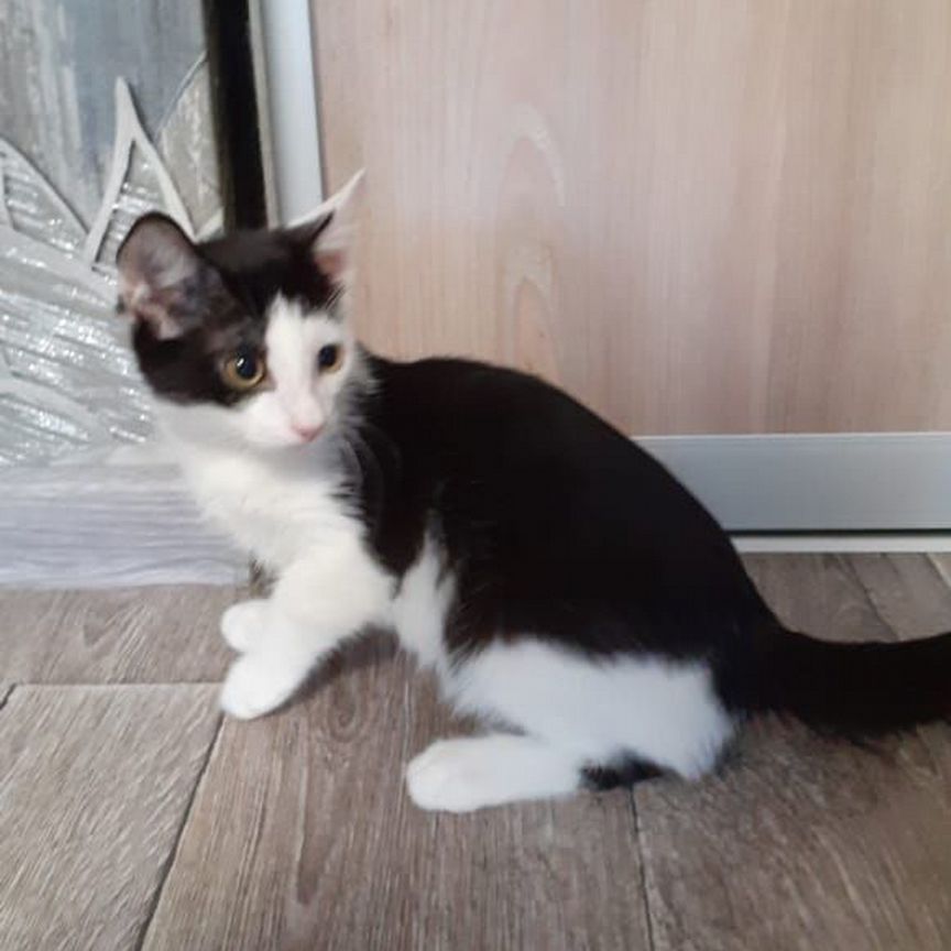 Котёнок Захар