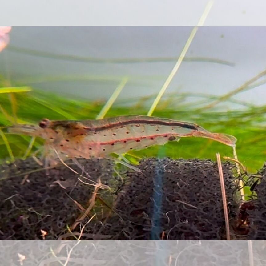 Креветки Амано