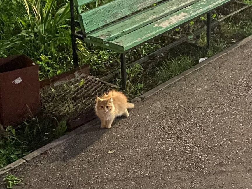 Рыжий котенок мальчик