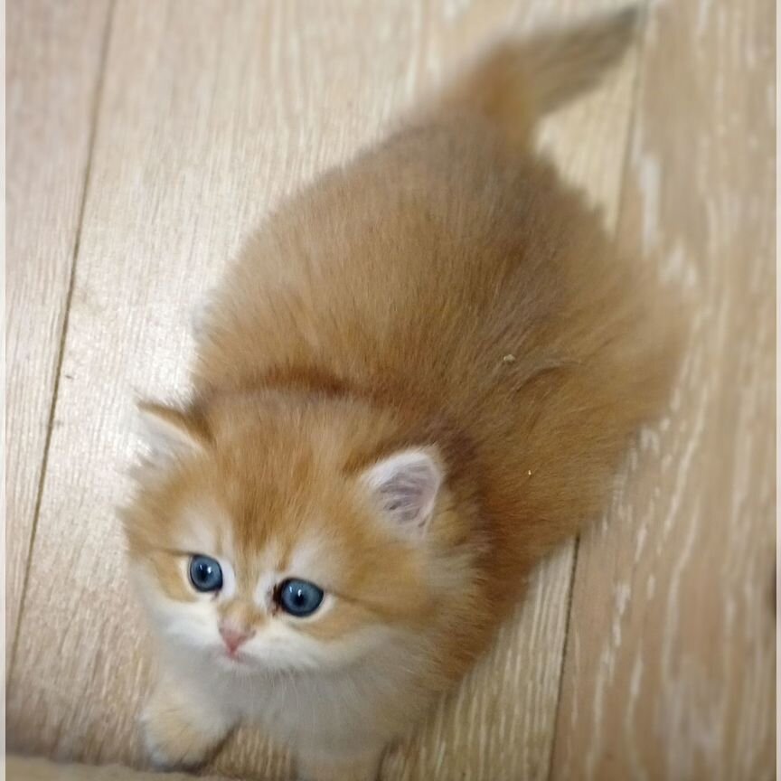 Британский короткошёрстный котёнок
