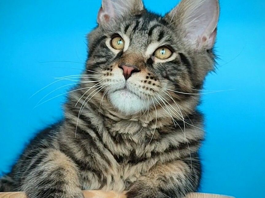 Котята мейн-кун