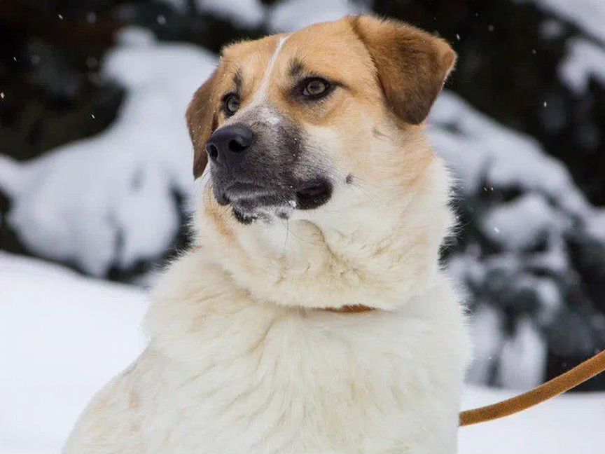 Прекрасная Милка ищет дом