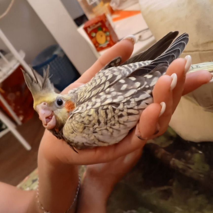 Попугай Корелла птенец